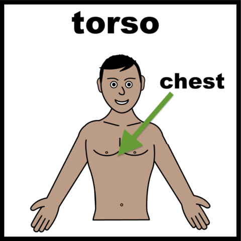 Torso and chest area | All About Health
